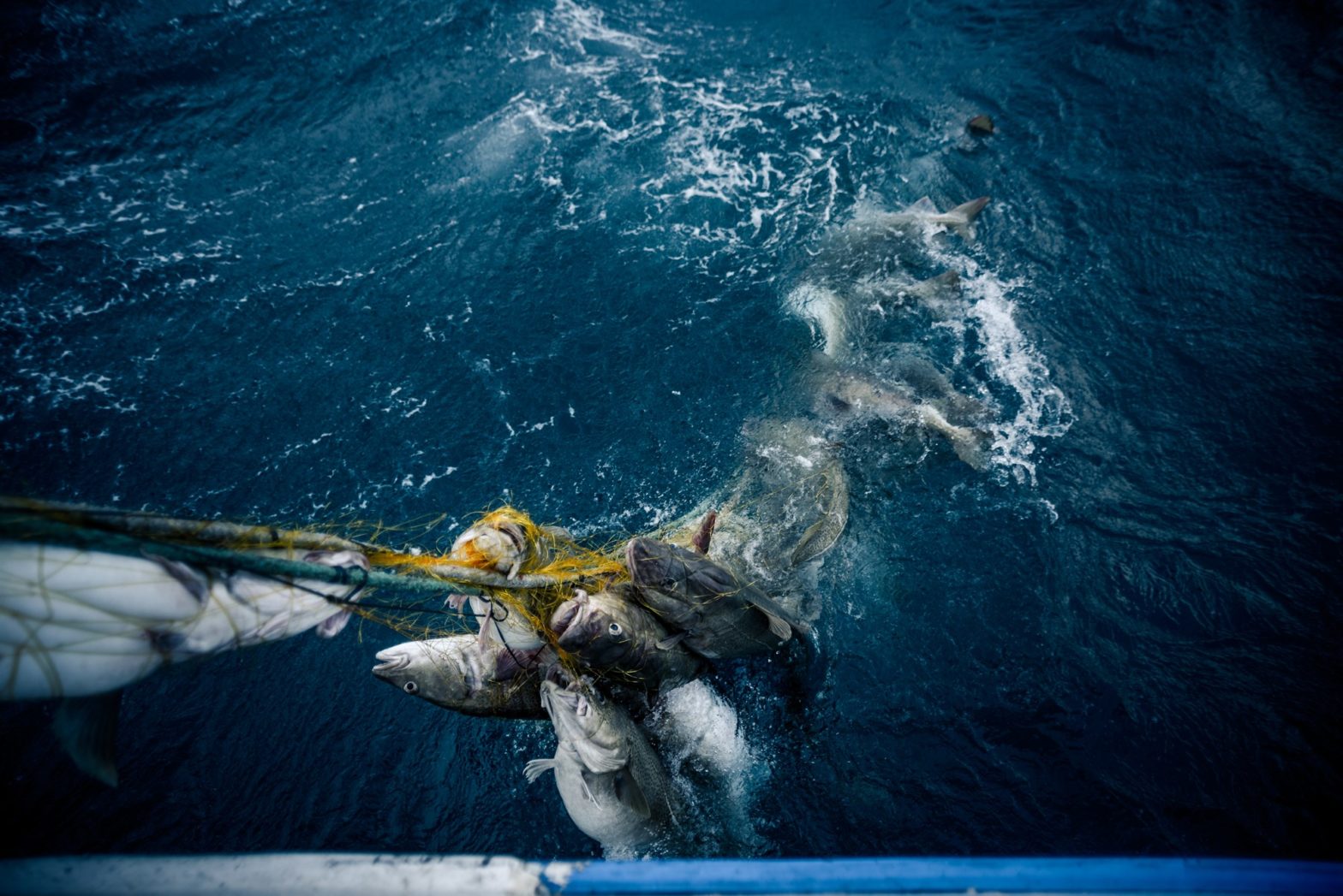 Atlantic Seafood - Fresh or frozen fish from Iceland